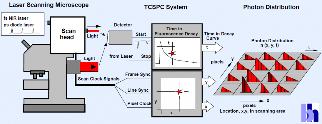 如何获得优质的FLIM结果？第一部分：认识TCSPC FLIM - 深圳市檀臻科技有限公司