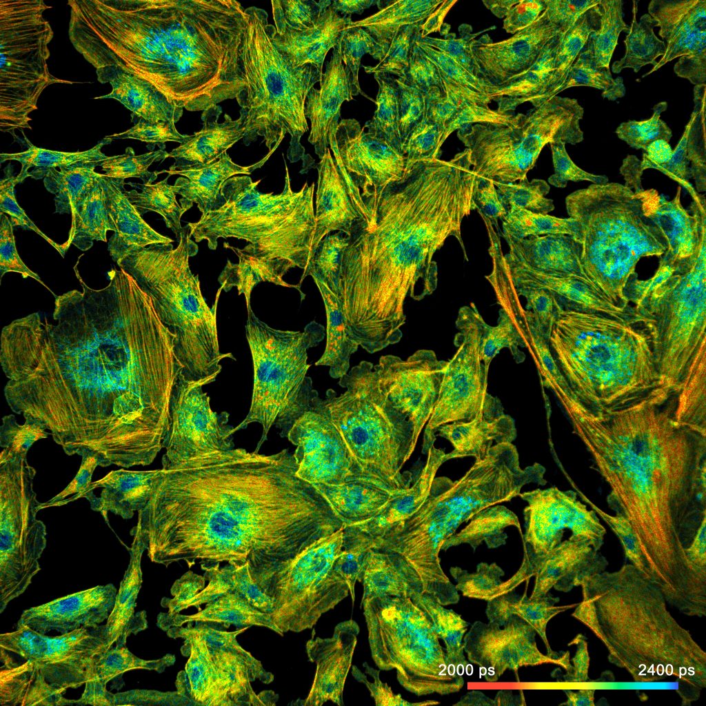 如何获得优质的FLIM结果？第一部分：认识TCSPC FLIM - 深圳市檀臻科技有限公司